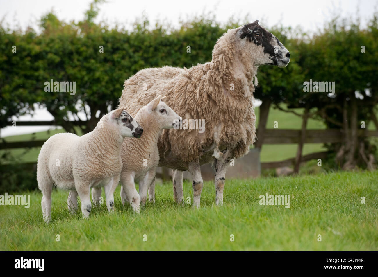 Mule sheep with beltex sired lambs at foot Stock Photo - Alamy