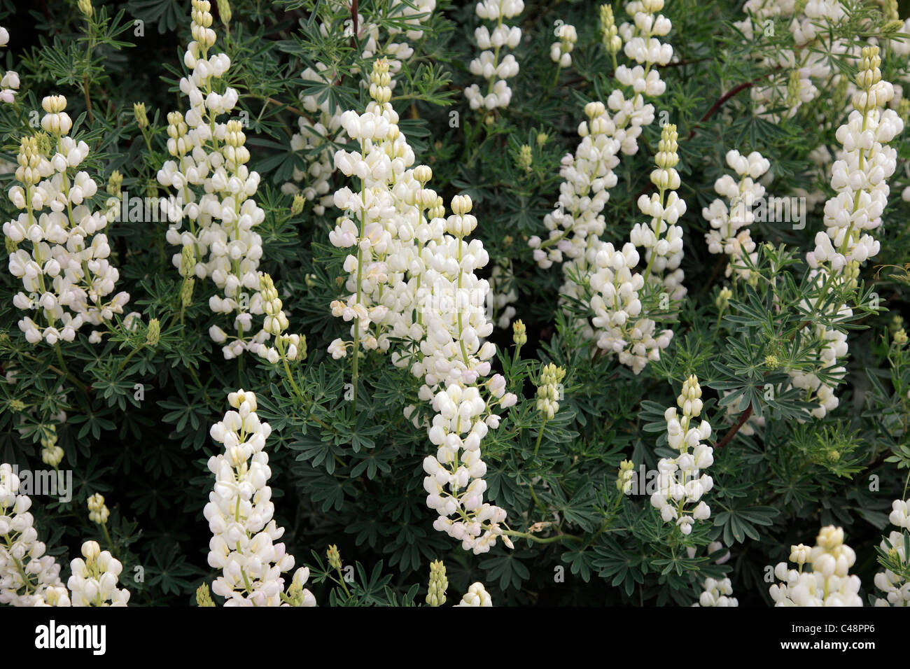 Lupinus arboreus AGM - White tree Lupin Stock Photo - Alamy