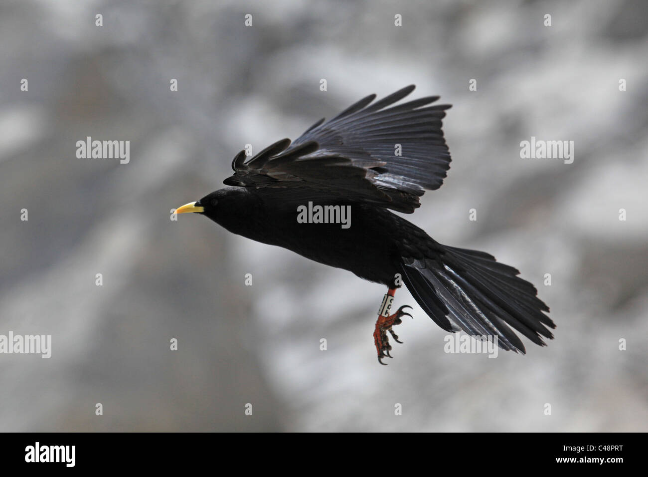 [Alpine Chough] or [Yellow-Billed Chough] [Pyrrhocorax graculus] in ...