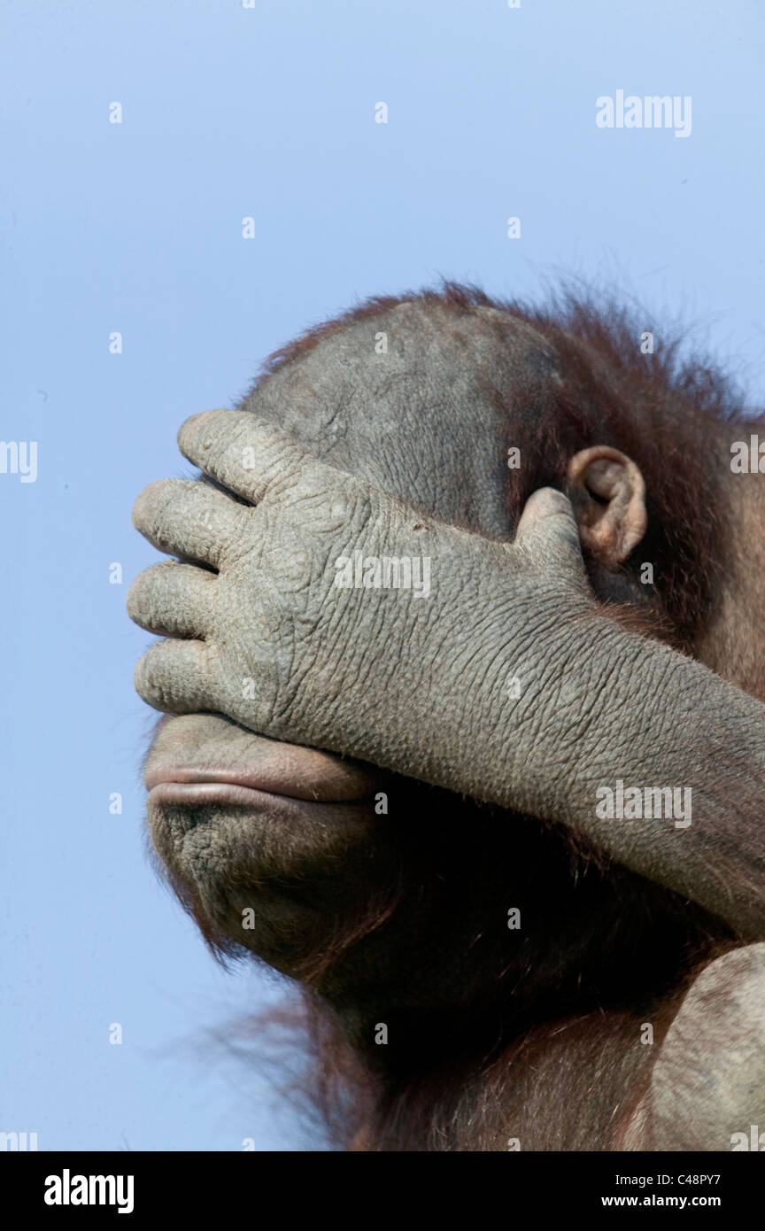 Human hand ape hand hi-res stock photography and images - Alamy