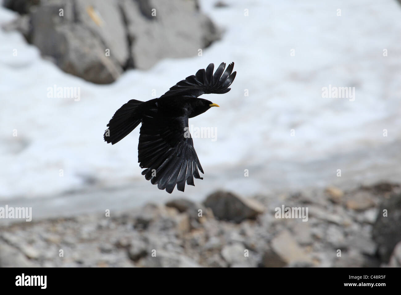 [Alpine Chough] or [Yellow-Billed Chough] [Pyrrhocorax graculus] in ...