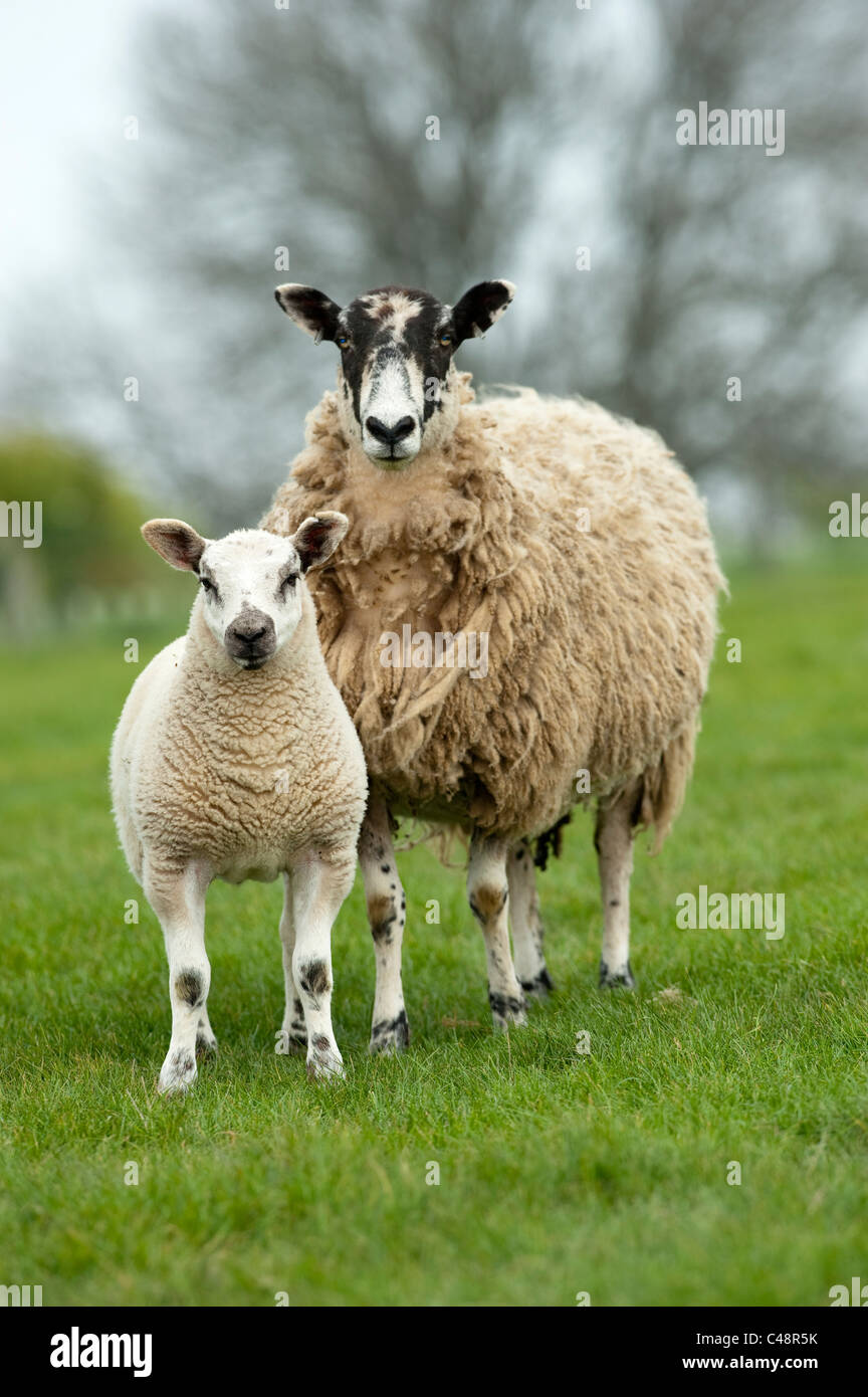 Mule sheep with beltex sired lambs at foot Stock Photo - Alamy