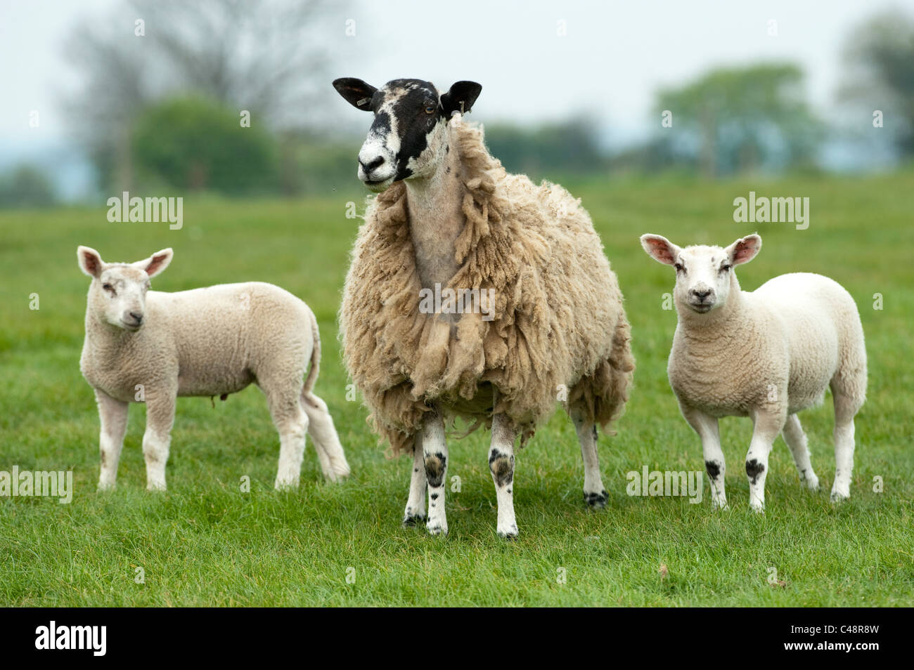 Mule sheep with beltex sired lambs at foot Stock Photo - Alamy