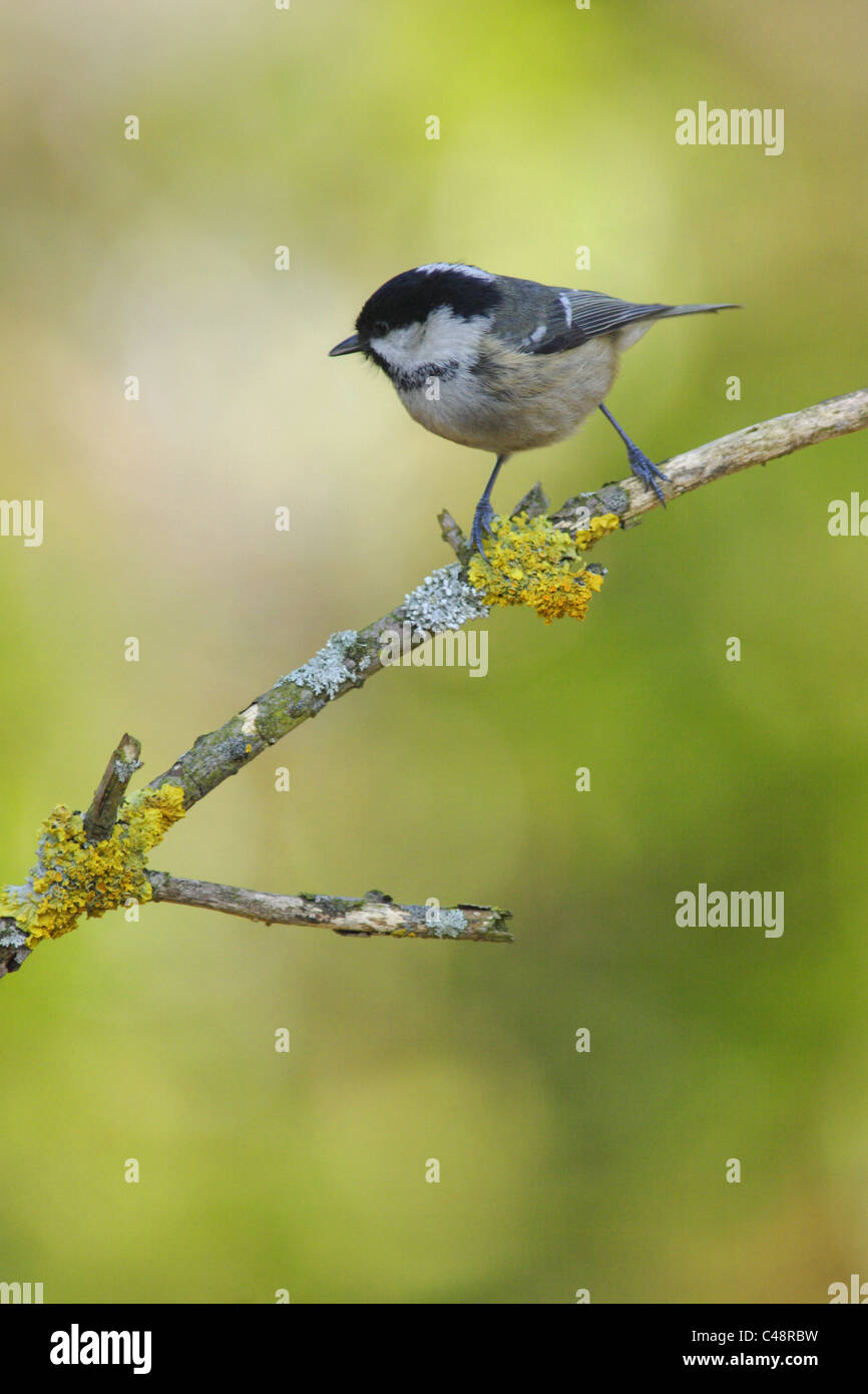 Coal Tit (Periparus ater) in woodland, Yorkshire, UK Stock Photo - Alamy