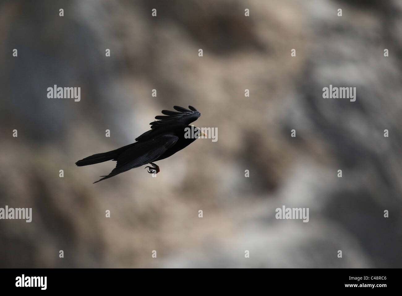 [Alpine Chough] or [Yellow-Billed Chough] [Pyrrhocorax graculus] in ...
