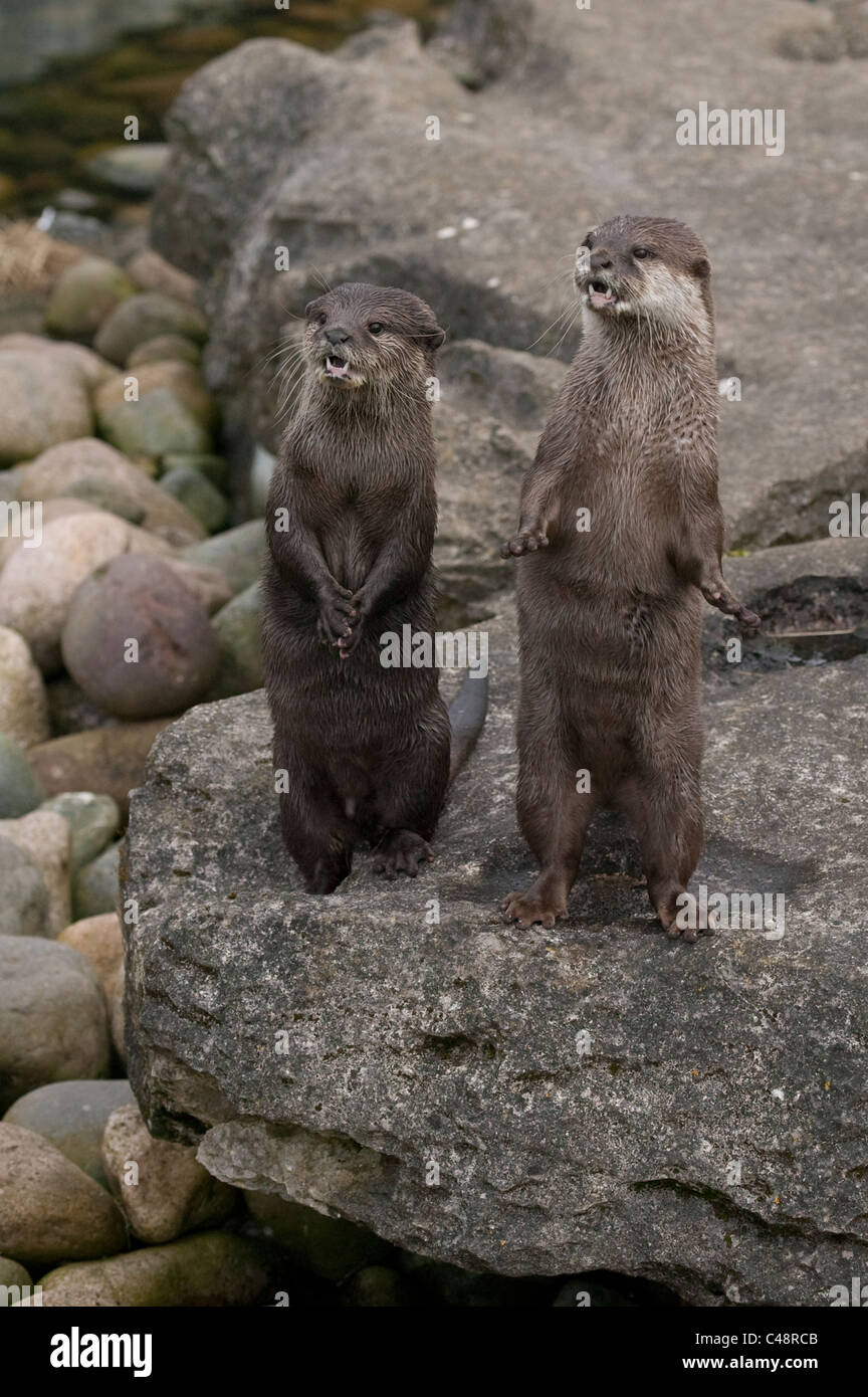 Two otters standing hi-res stock photography and images - Alamy