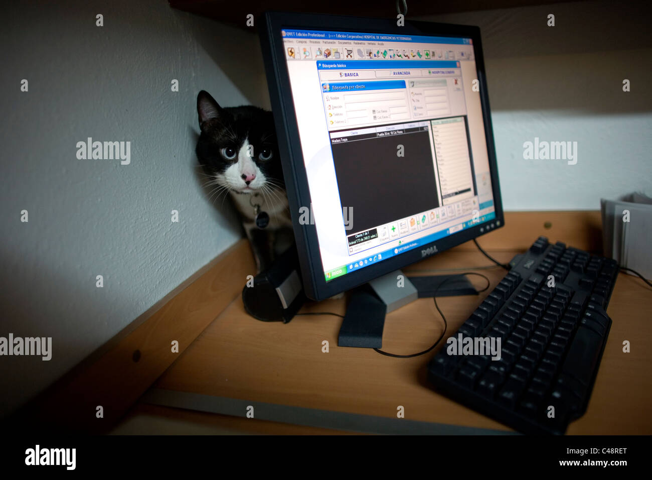 A cats hides from a veterinarian behind a computer screen at a Pet ...