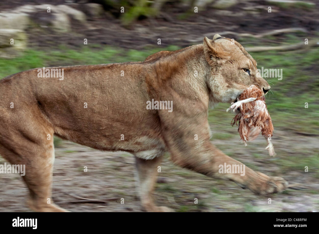Lion diet hi-res stock photography and images - Alamy
