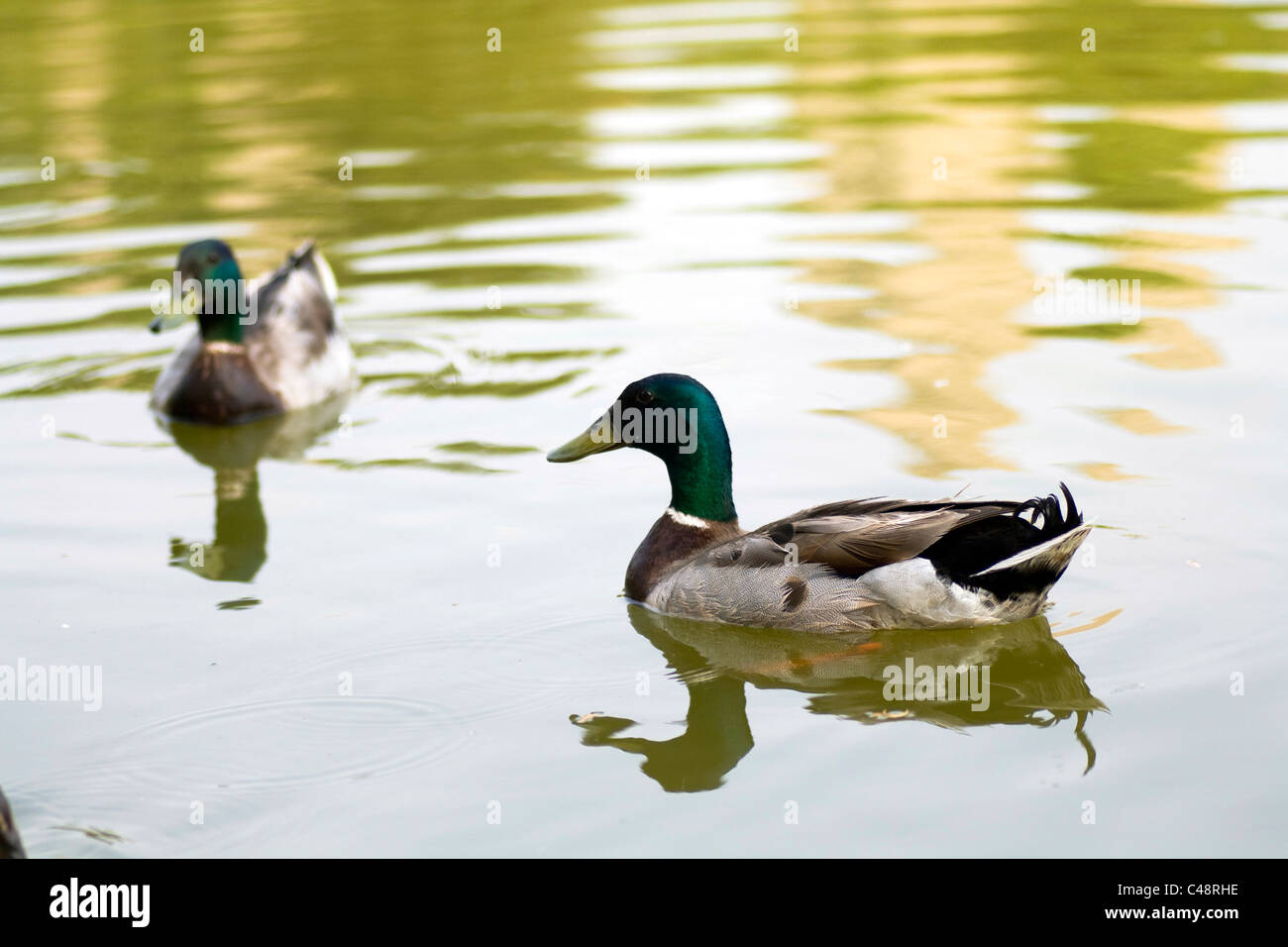 the wild duck Stock Photo - Alamy