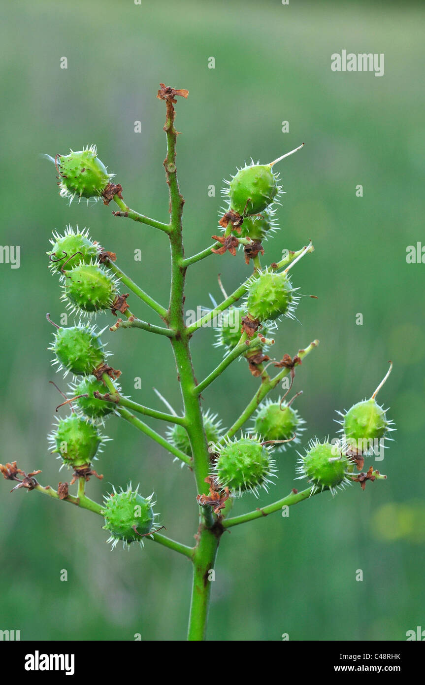 The early stages in the formation of horse chestnuts (Aesculus ...