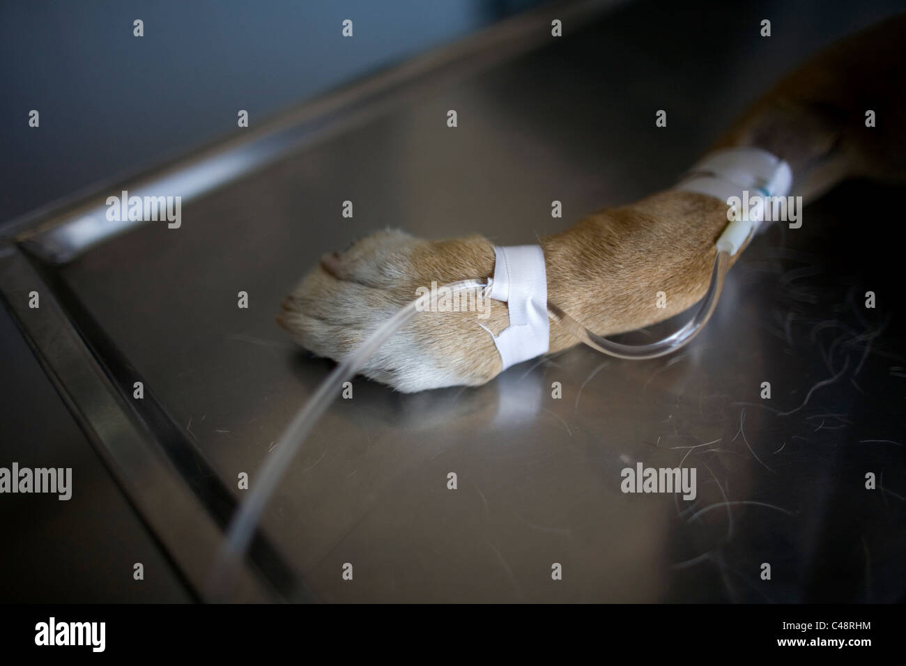 A dog leg with a drip tube at a Pet Hospital in Condesa, Mexico City ...