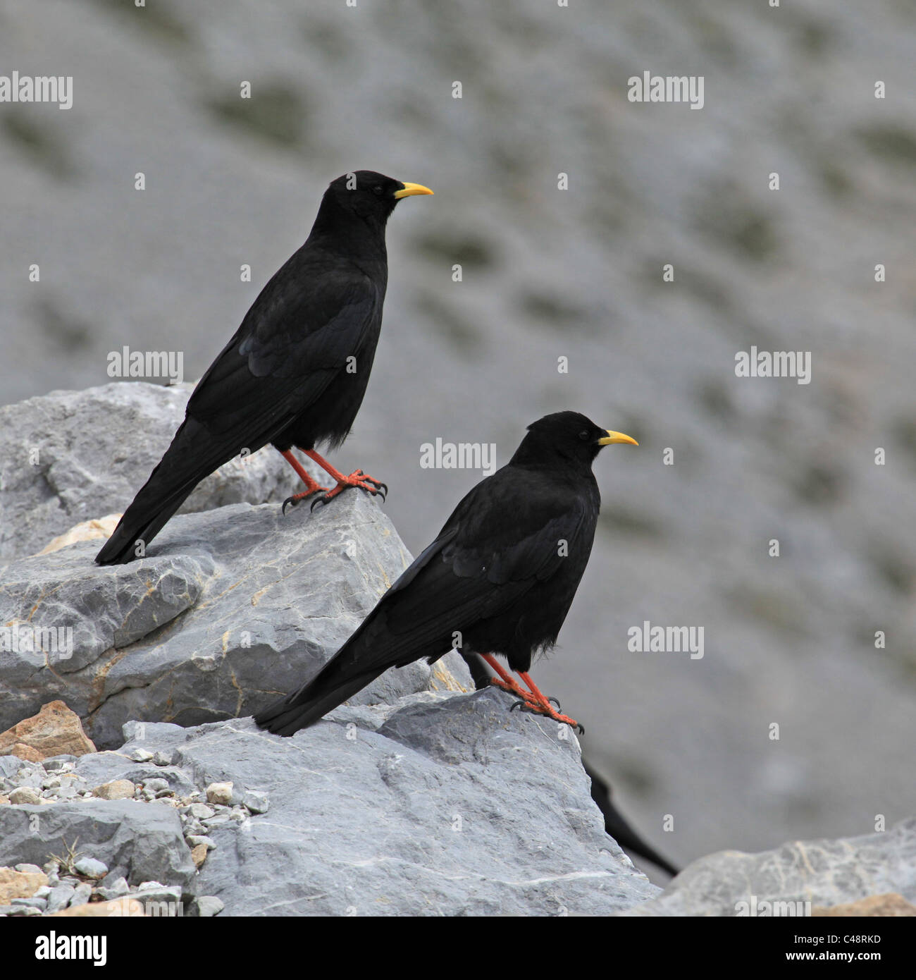 Two [Alpine Chough] or [Yellow-Billed Chough] [Pyrrhocorax graculus ...