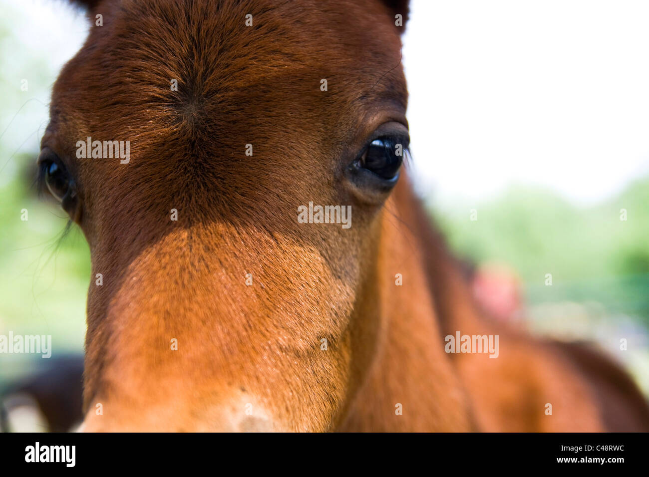 the pony eye Stock Photo - Alamy