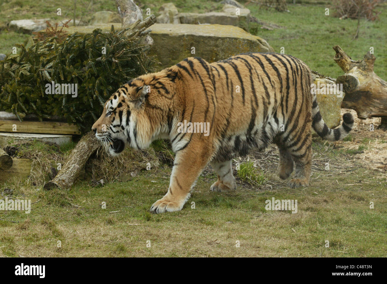 Male amur siberian tiger in hi-res stock photography and images - Alamy