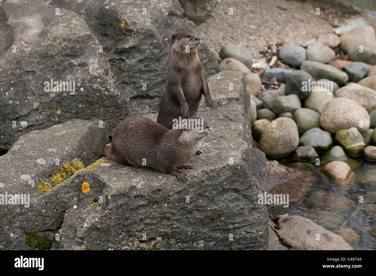 Otter sitting on rocks hi-res stock photography and images - Alamy