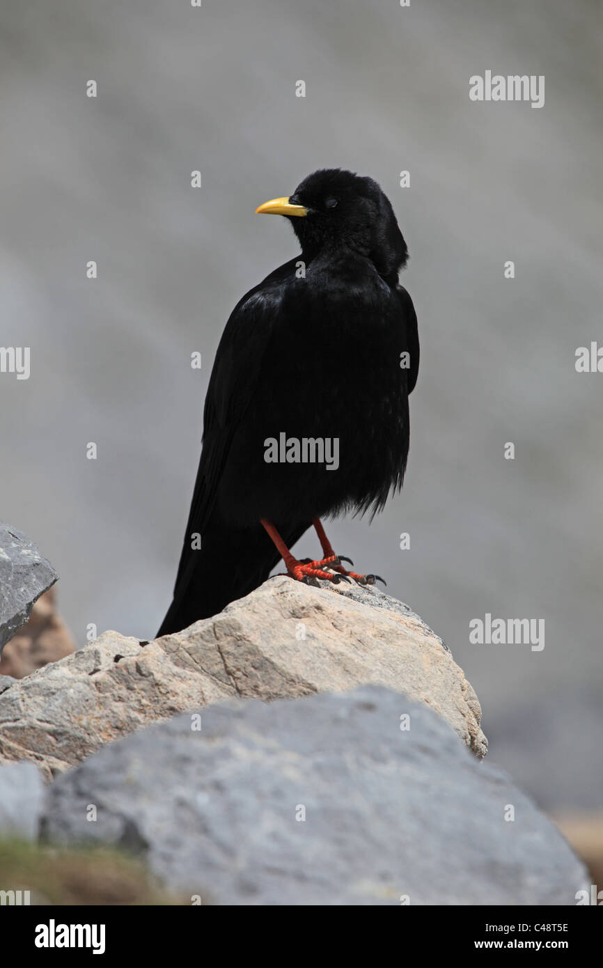 Chough in picos de europa hi-res stock photography and images - Alamy