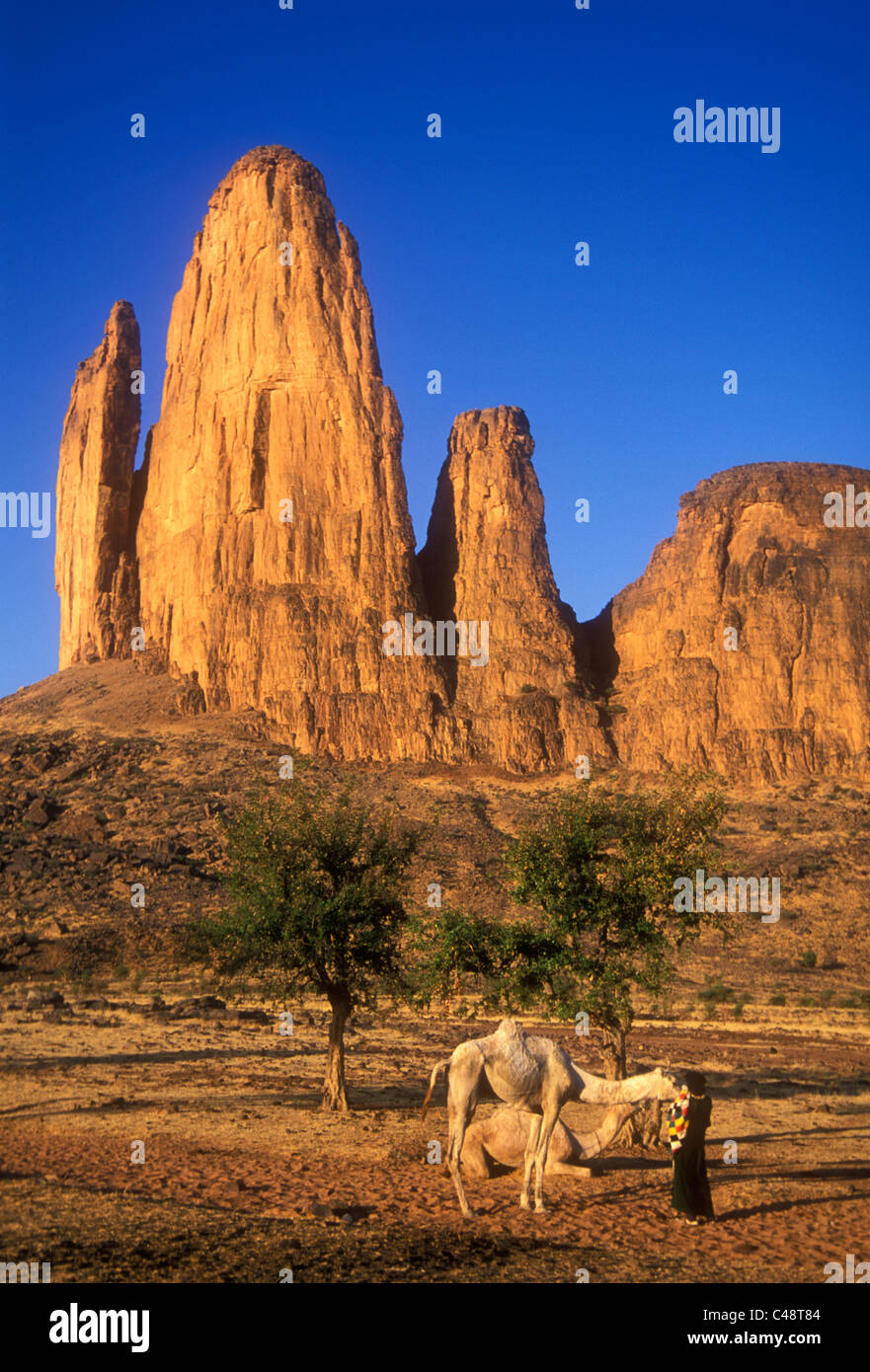 Man feeding camel hi-res stock photography and images - Alamy