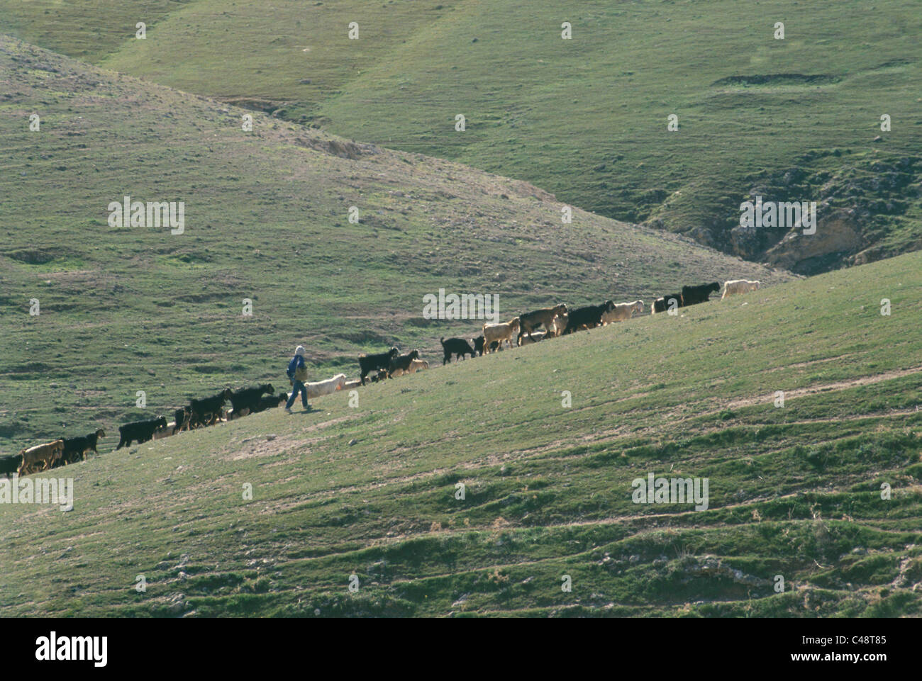 Bedouin shepherd in the Judea Desert Stock Photo - Alamy