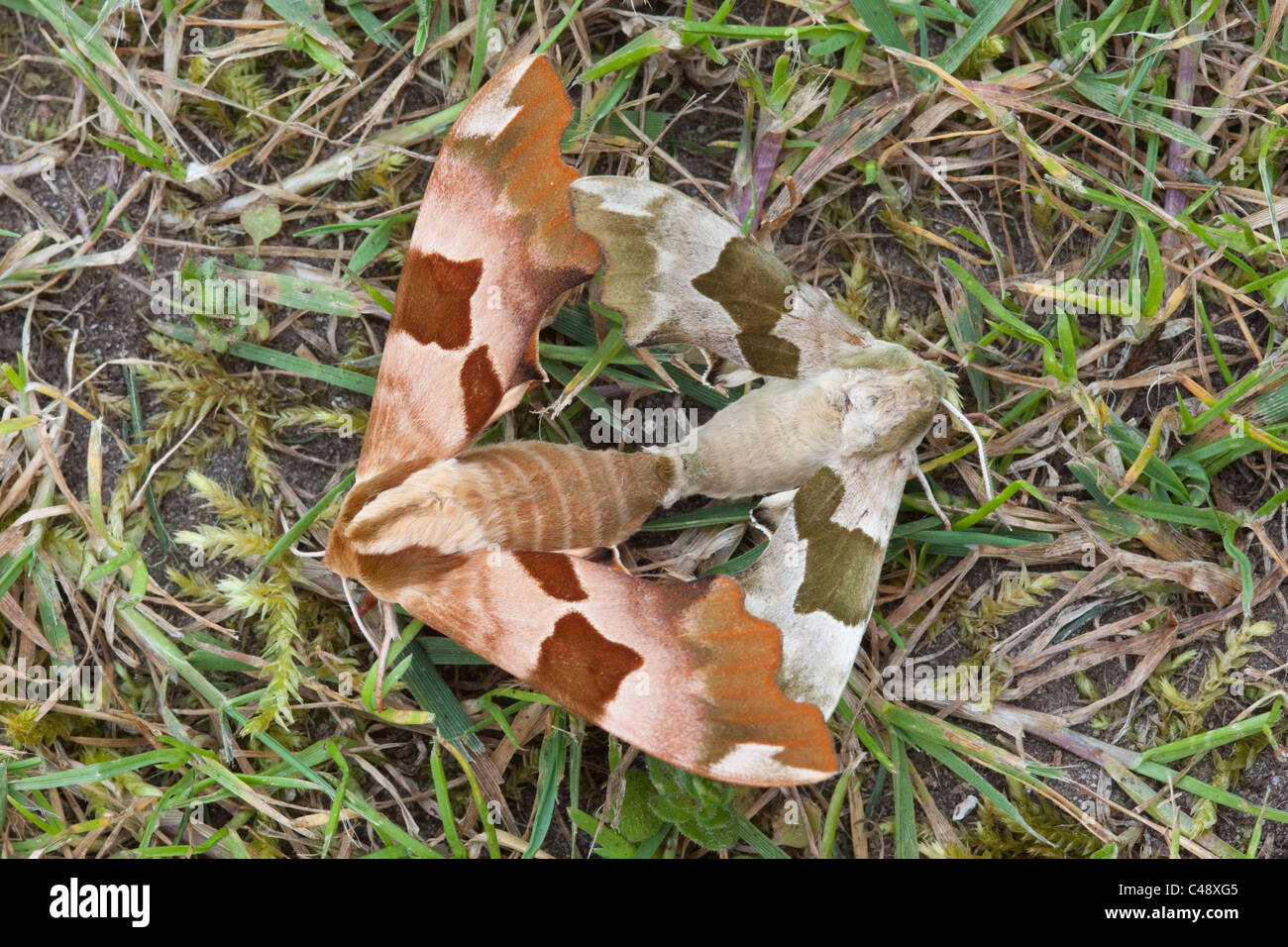 Hawk moths hi-res stock photography and images - Alamy