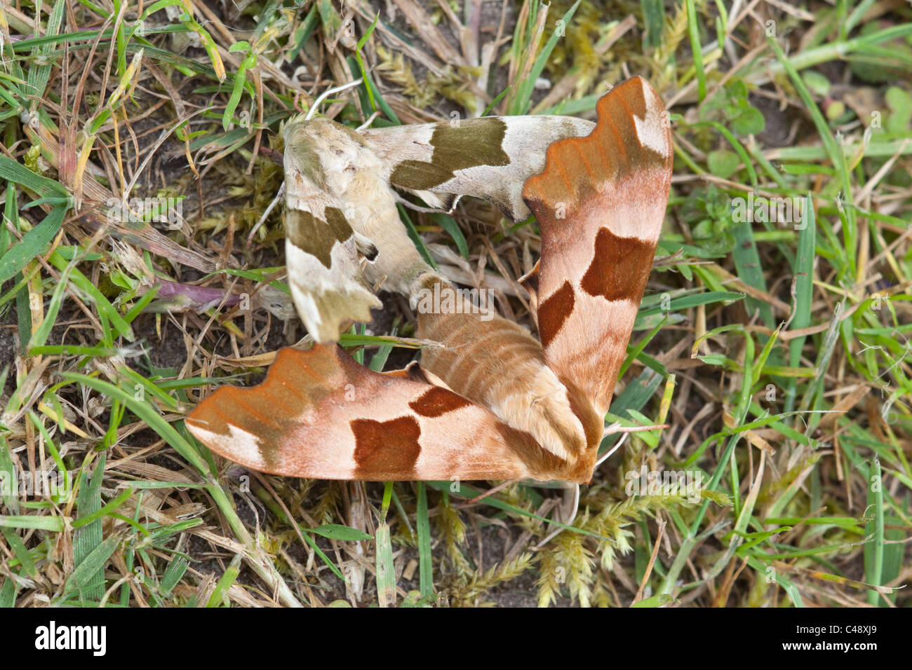 Hawk moths hi-res stock photography and images - Alamy