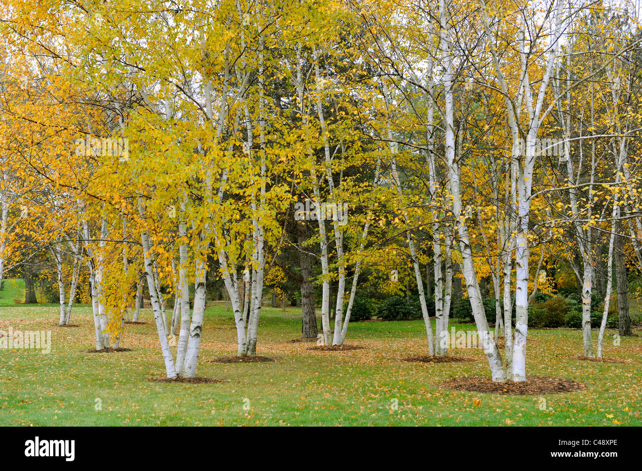Dow Gardens Midland Michigan popular tourist attraction Fall Colors ...