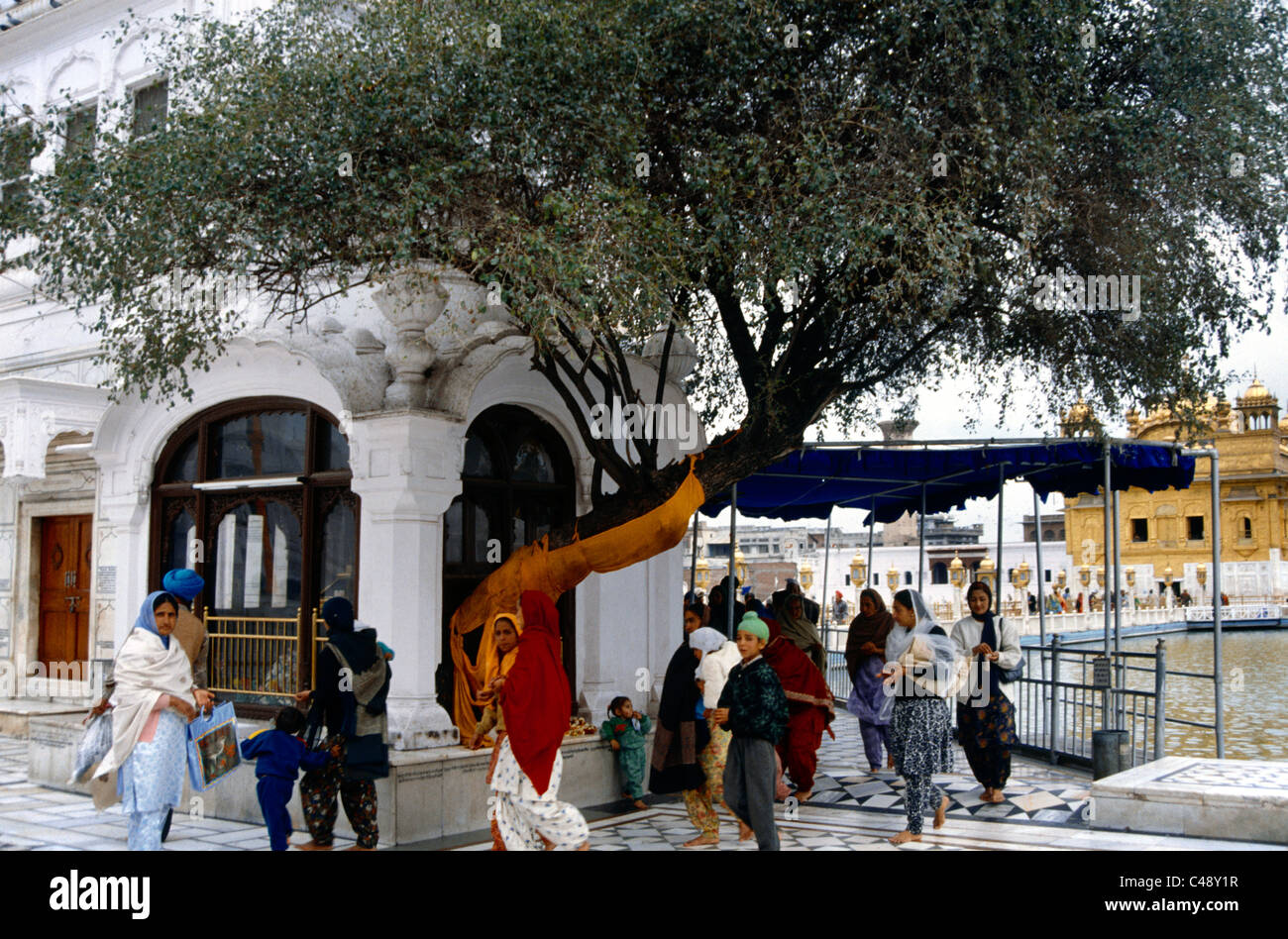 Amritsar India Golden Temple Holy Tree Elachi Beri & Pilgrims Stock ...