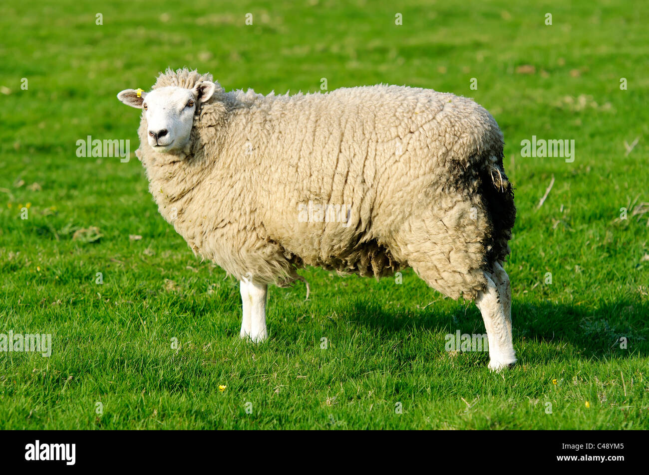 Female Sheep in the Peak District National Park Stock Photo - Alamy