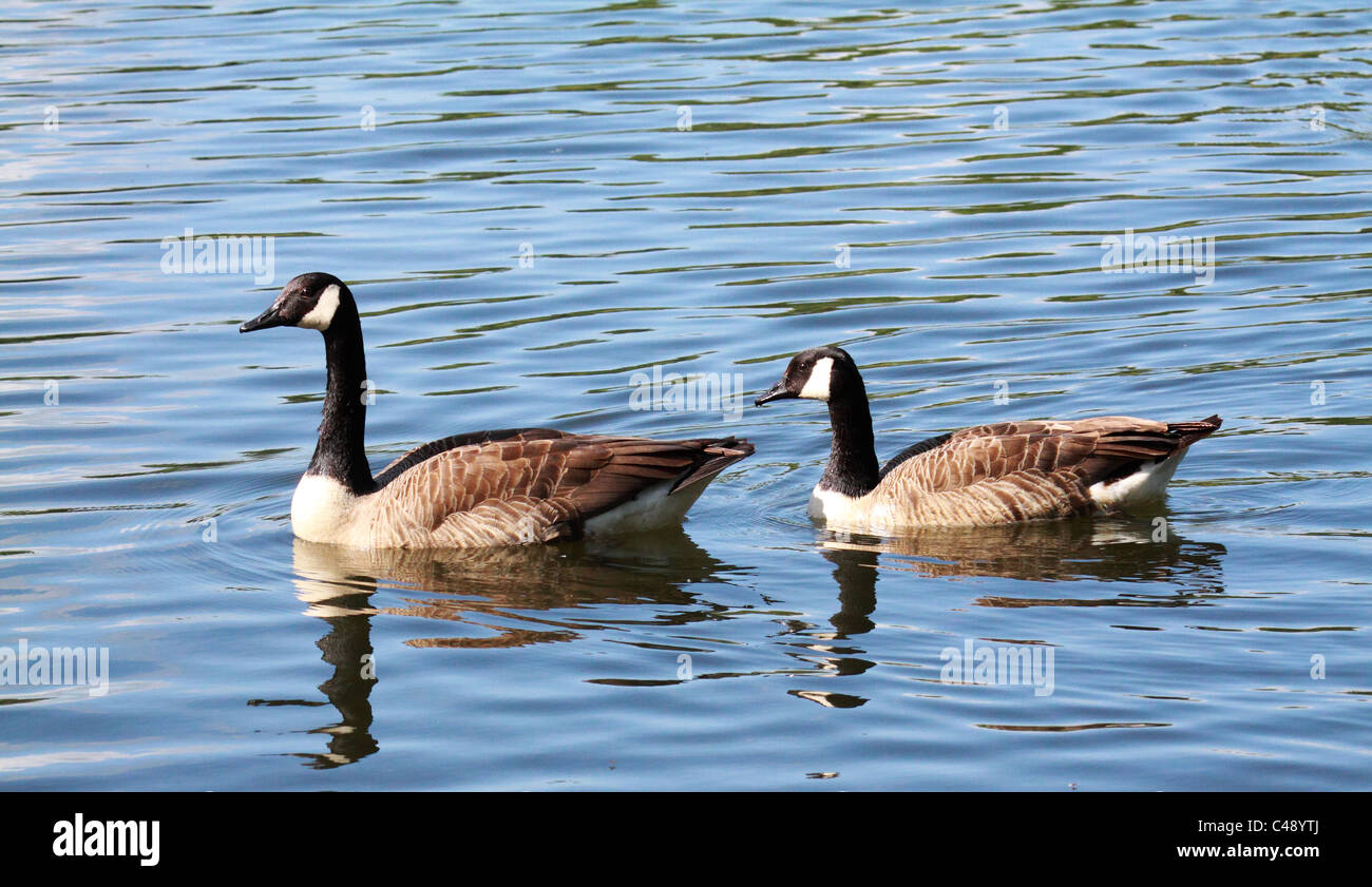 Pair of Canada geese Stock Photo - Alamy