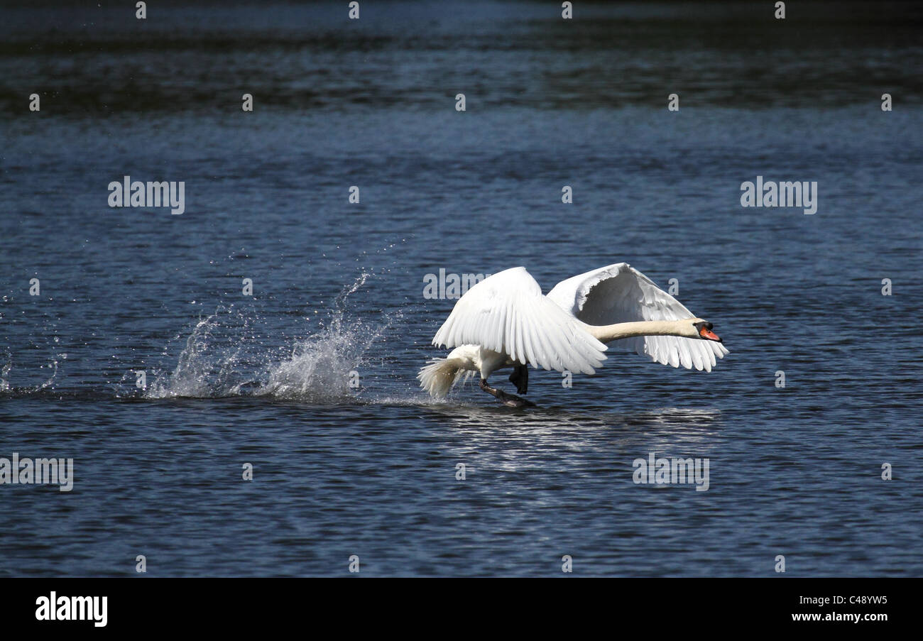 Mute swan taking off Stock Photo - Alamy