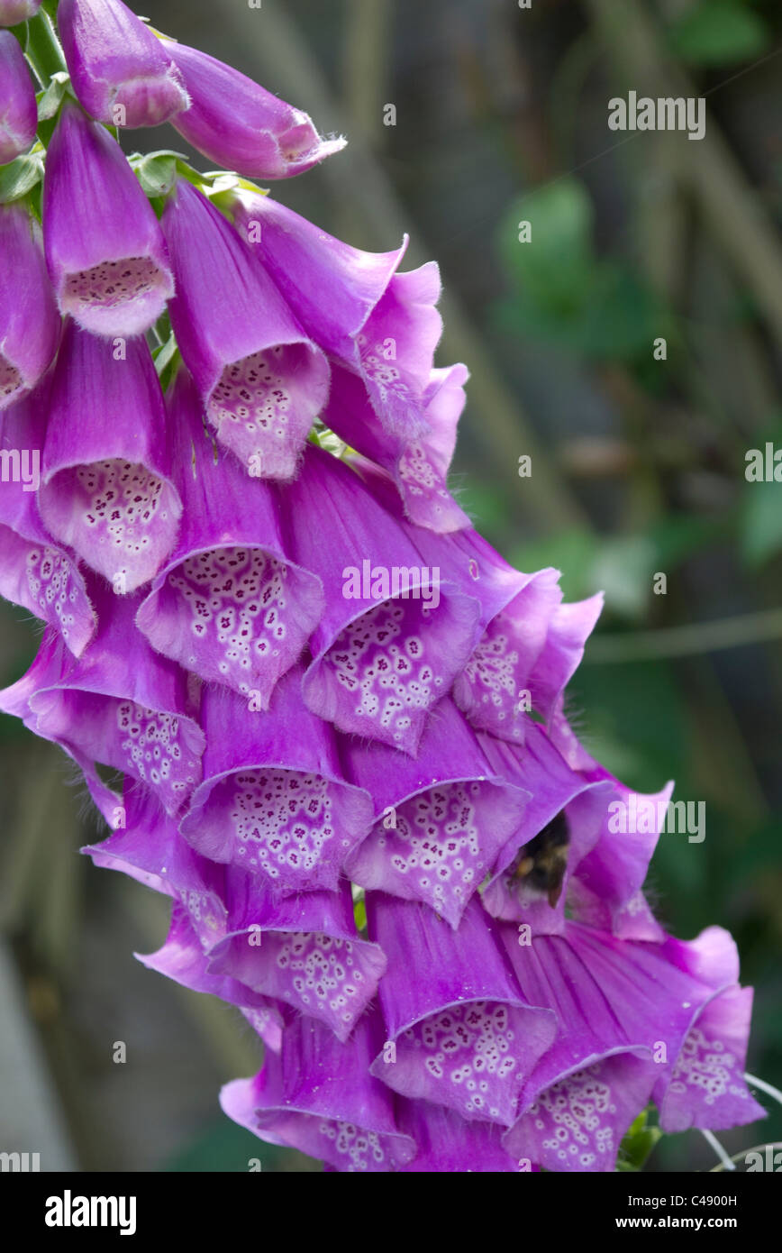 Stem of foxglove hi-res stock photography and images - Alamy