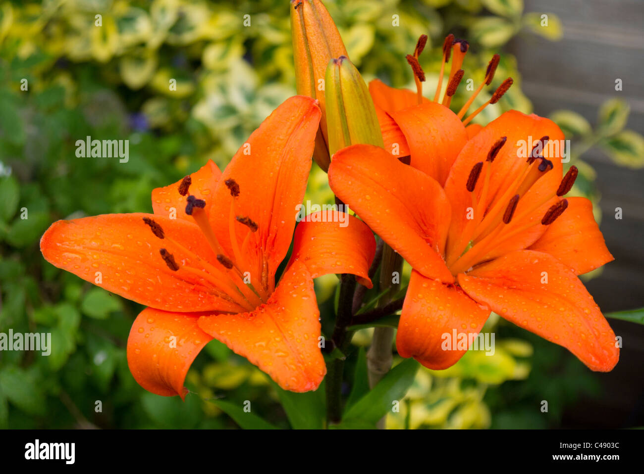 Lilies lilium hi-res stock photography and images - Alamy