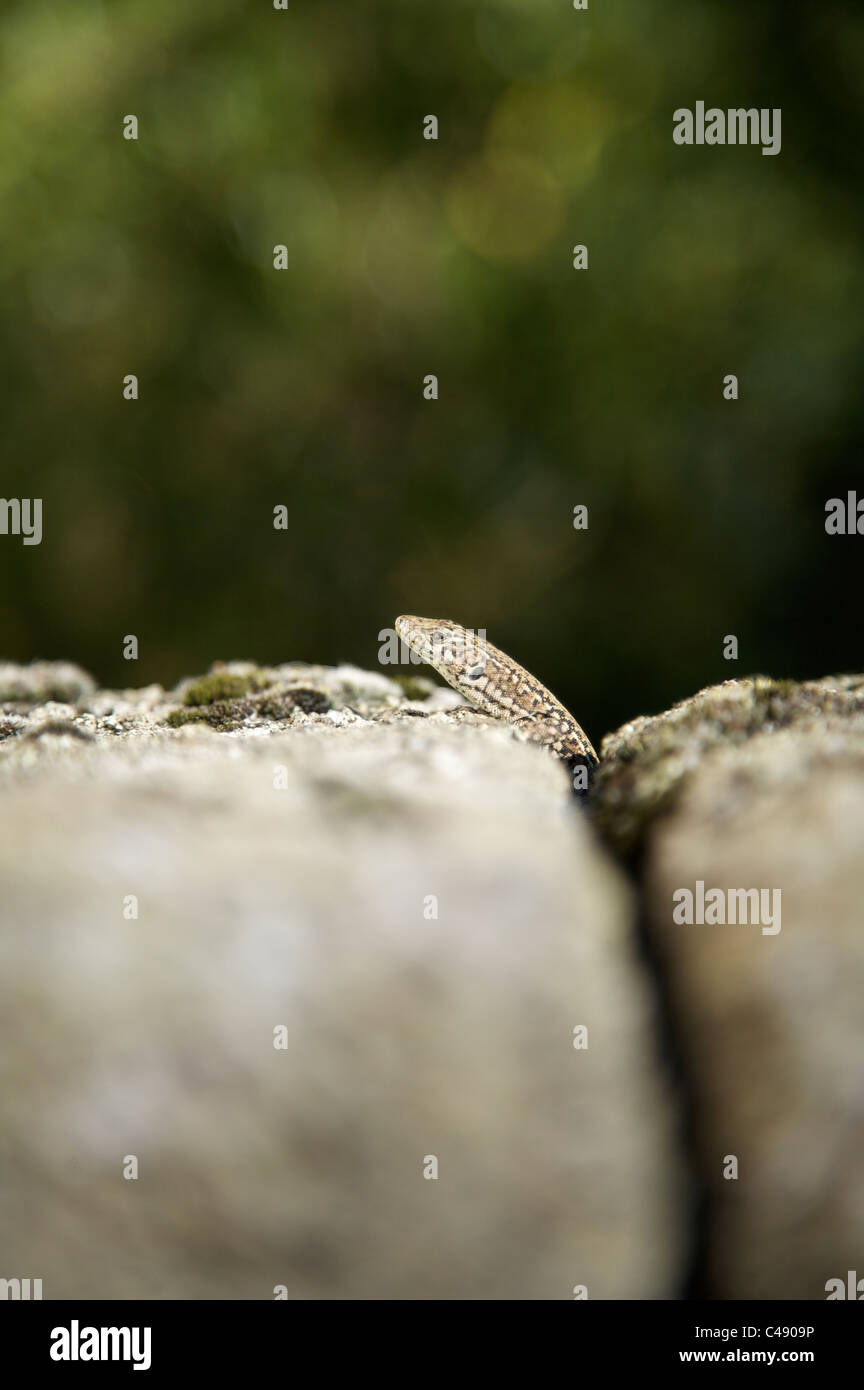 small lizard on stone at spain Stock Photo - Alamy