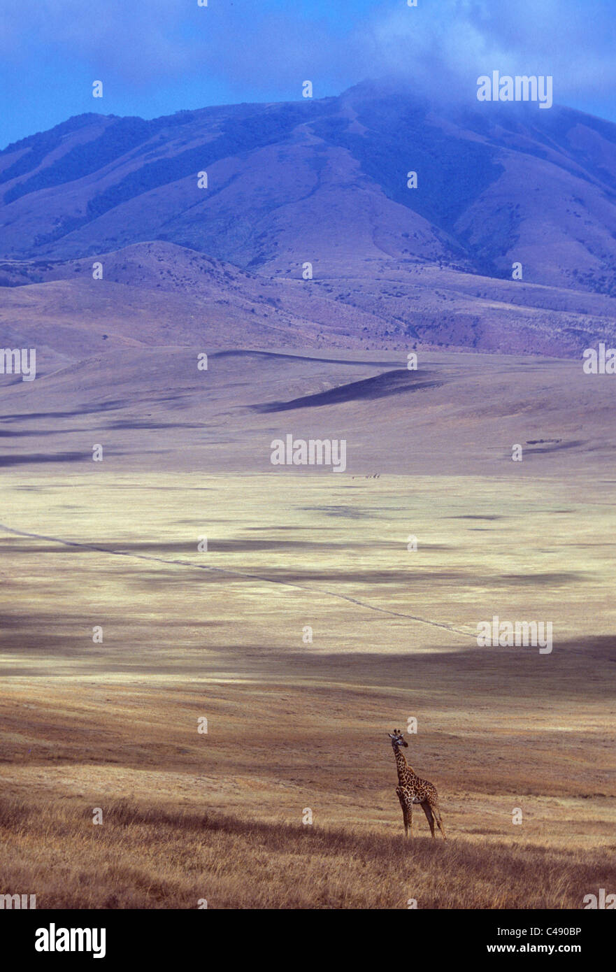 Ngoro ngoro na hi-res stock photography and images - Alamy