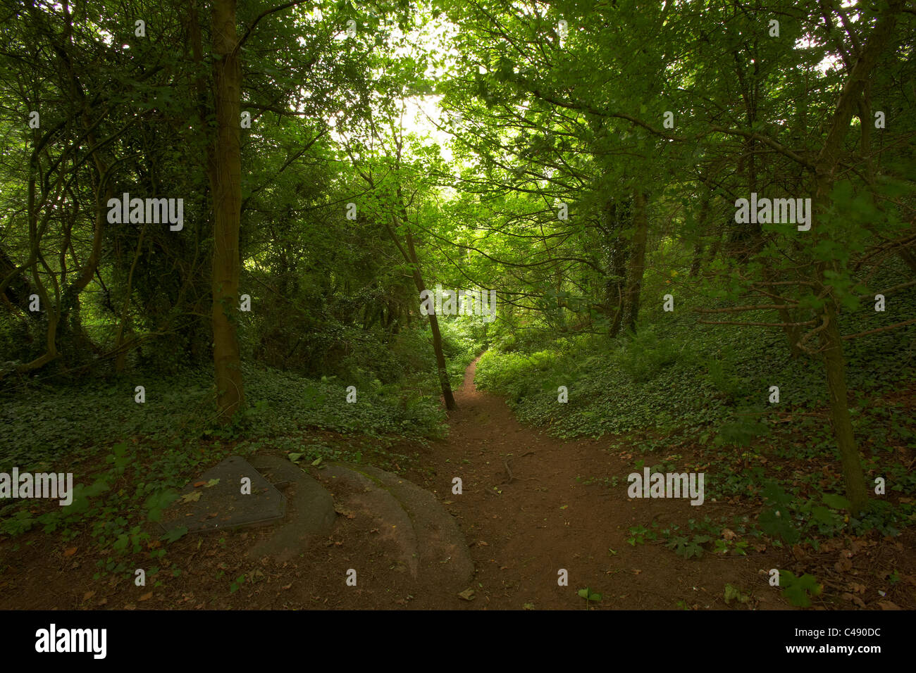 Woodland in the uk hi-res stock photography and images - Alamy