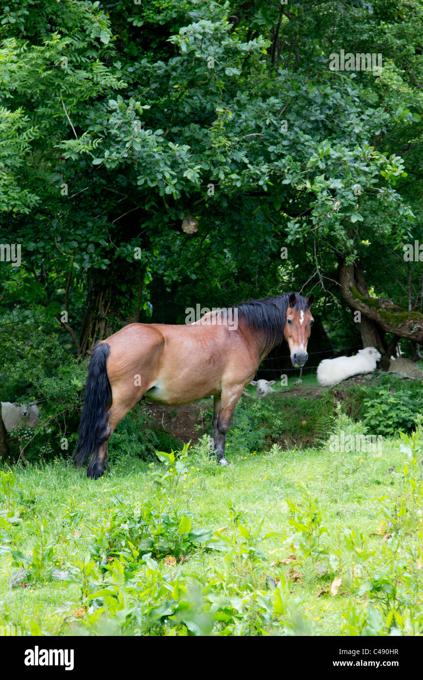 Ewe tree hi-res stock photography and images - Alamy