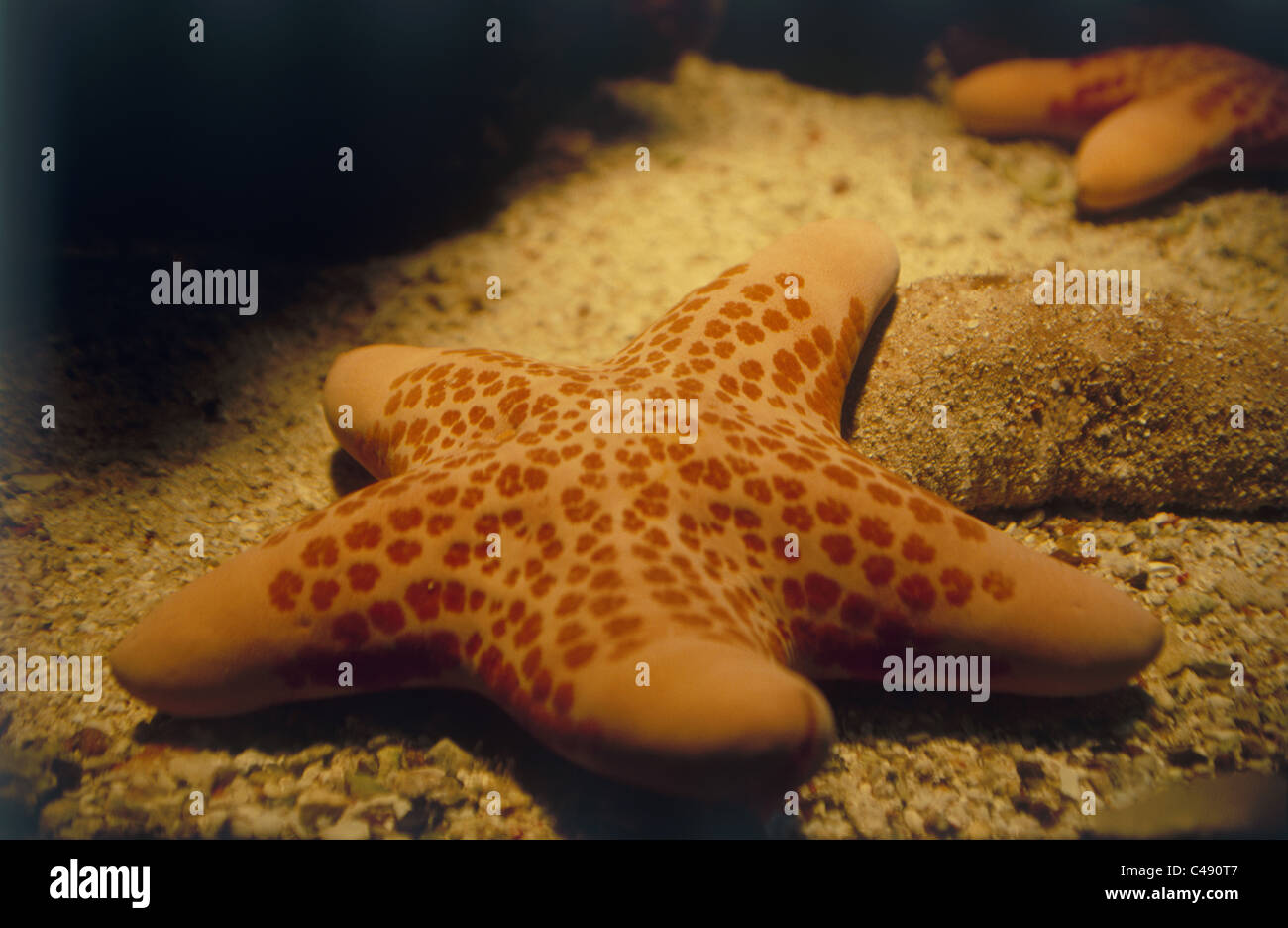Photograph of a star fish in the underwater observatory of Eilat Stock ...