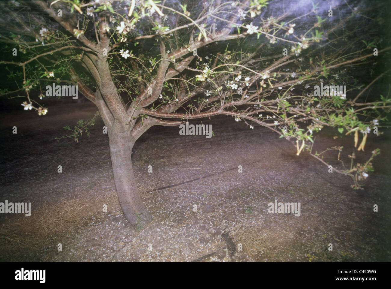 Photograph of a tree at night Stock Photo - Alamy