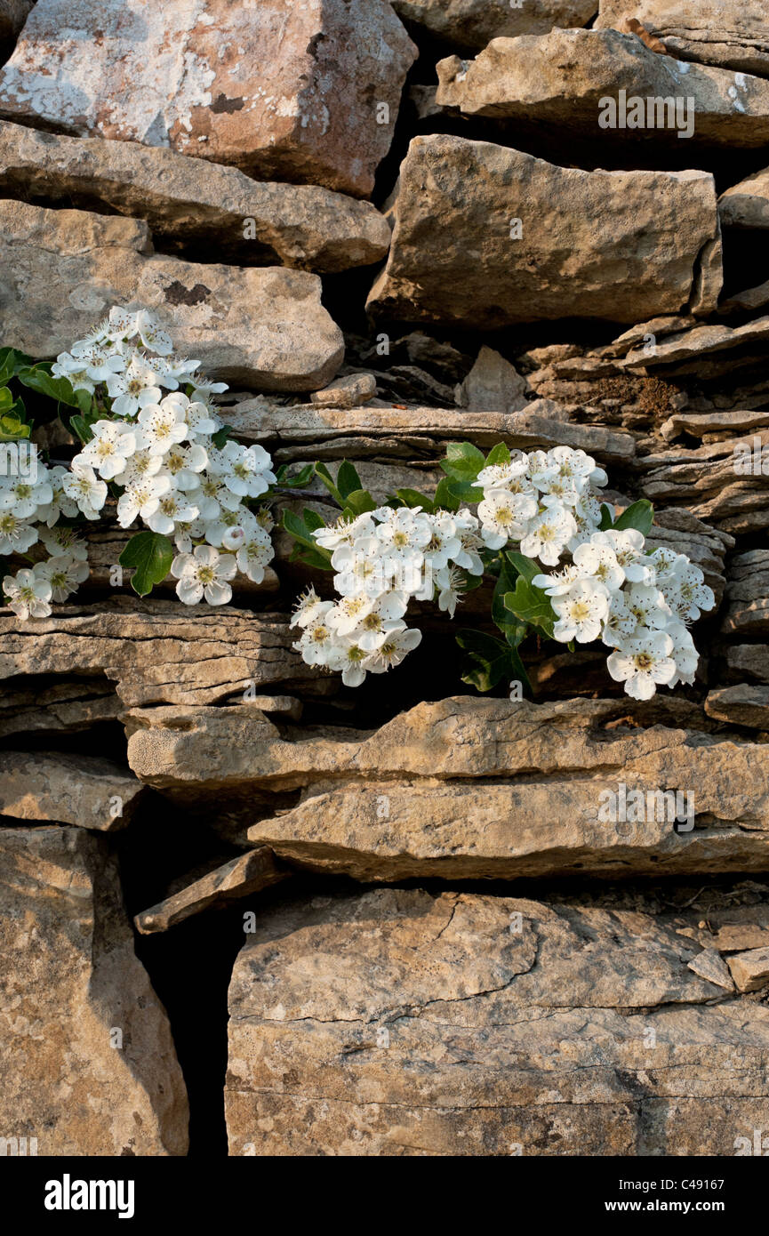 British hawthorn hi-res stock photography and images - Alamy