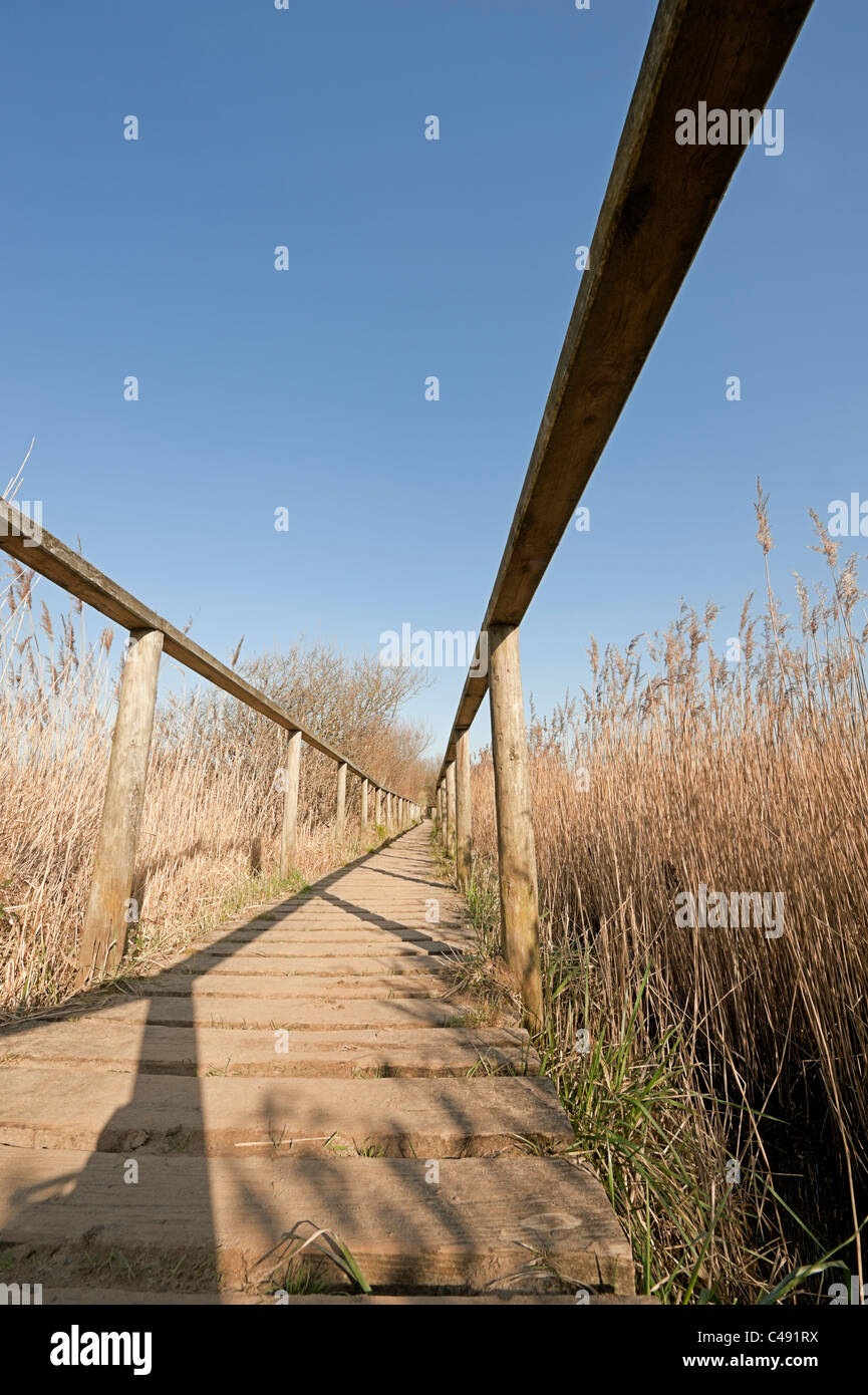 Berrow Dunes - a boardwalk across Berrow marsh reedbed, Berrow ...