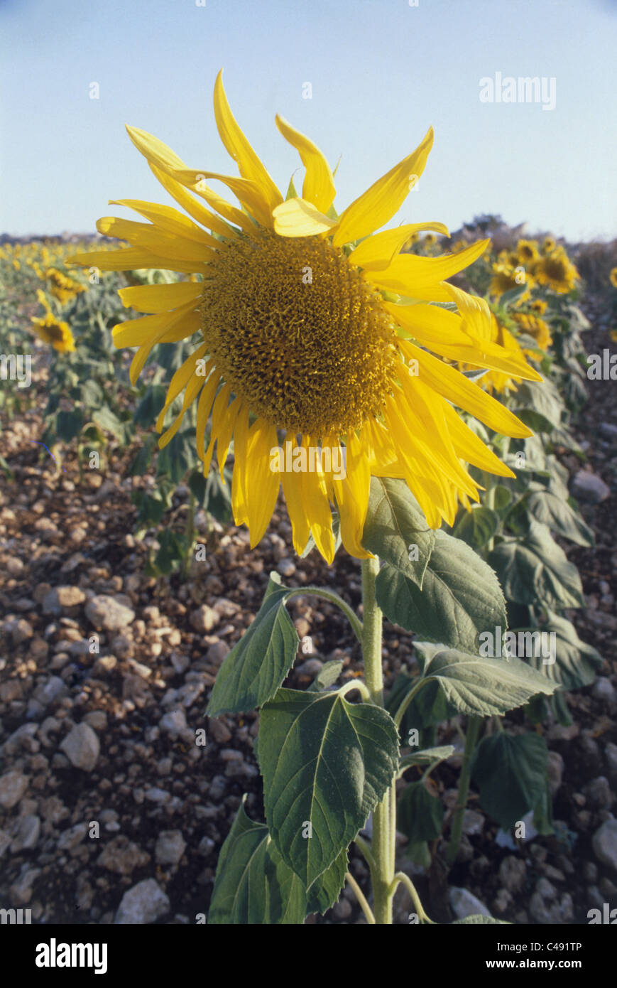 Israel sunflower field hi-res stock photography and images - Alamy
