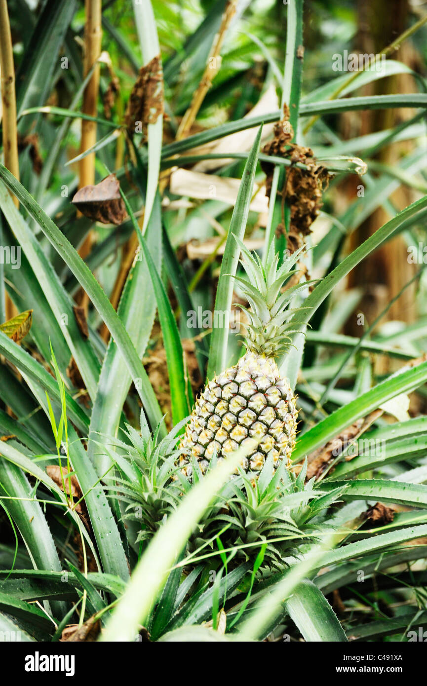 Pineapple plantation crops hi-res stock photography and images - Alamy