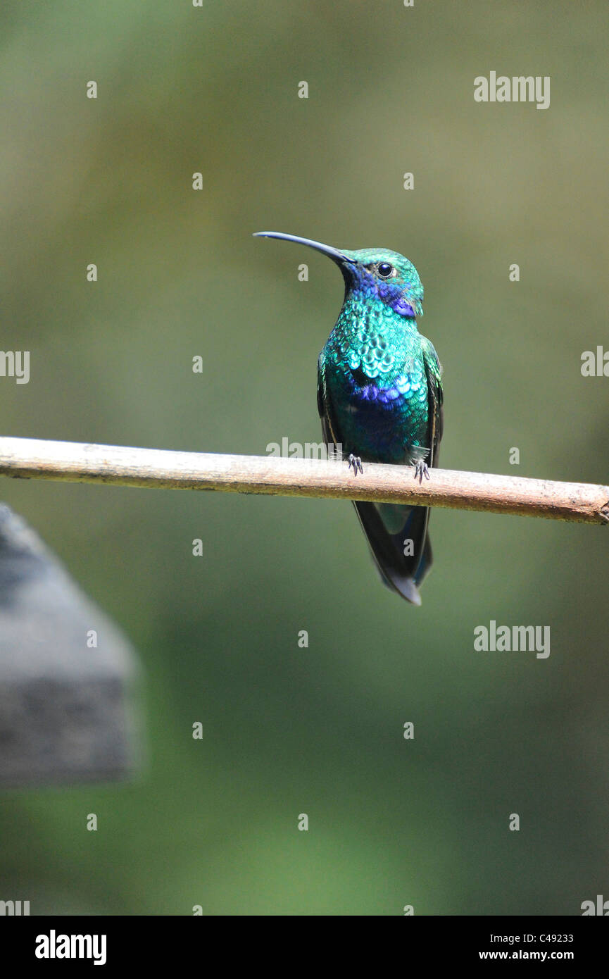 Close-up of a single blue hummingbird, taken in the Cocora valley where ...