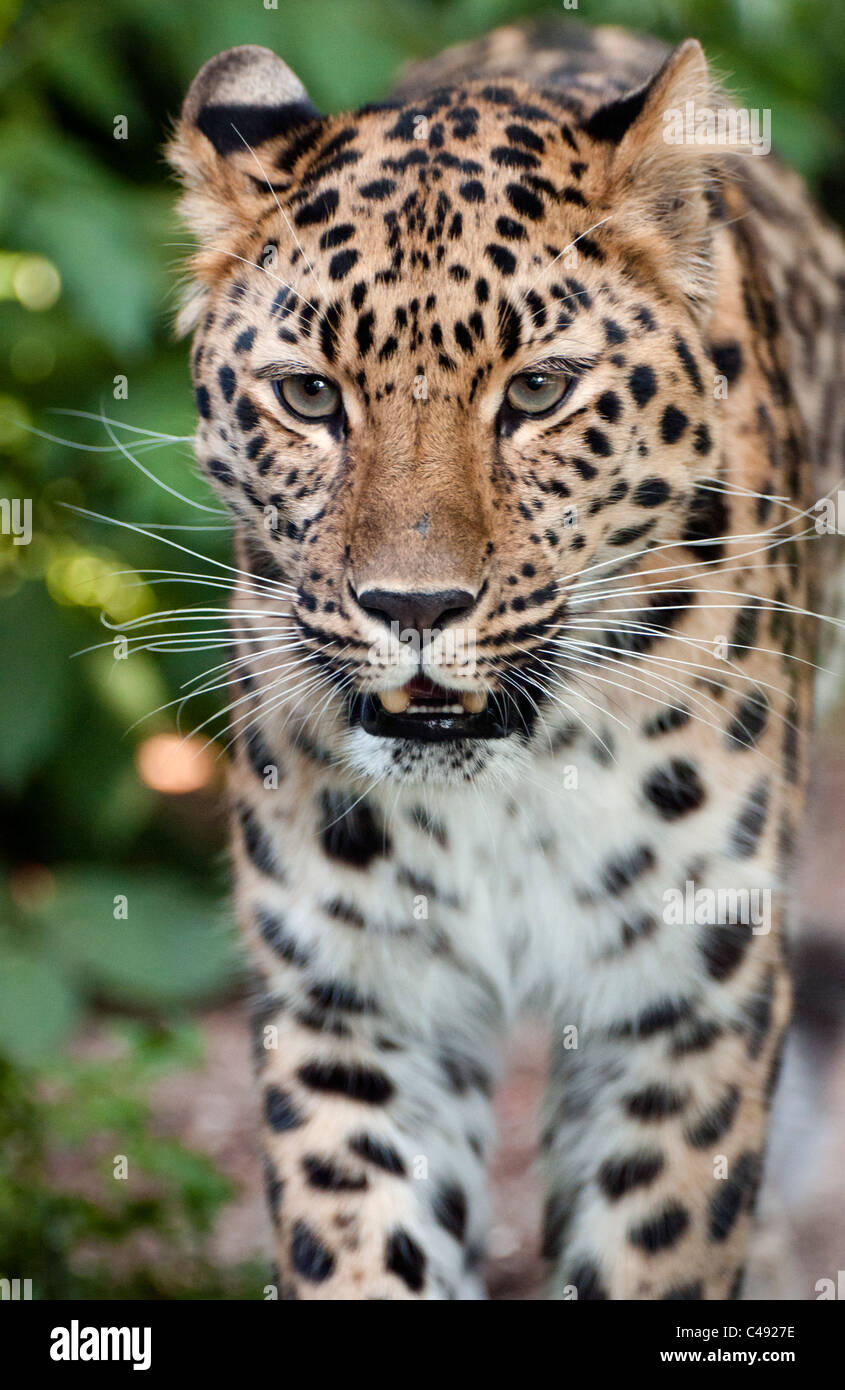 Female Amur leopard walking towards camera Stock Photo - Alamy