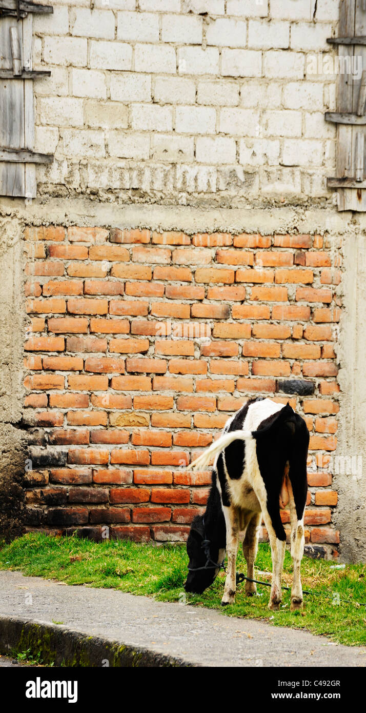 Ecuador cow hi-res stock photography and images - Alamy