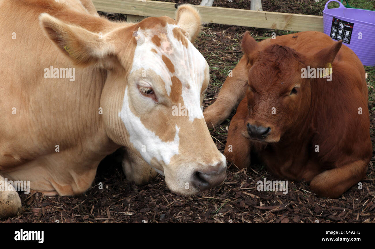 Cow calf livestock cattle farming ruminant ireland hi-res stock ...
