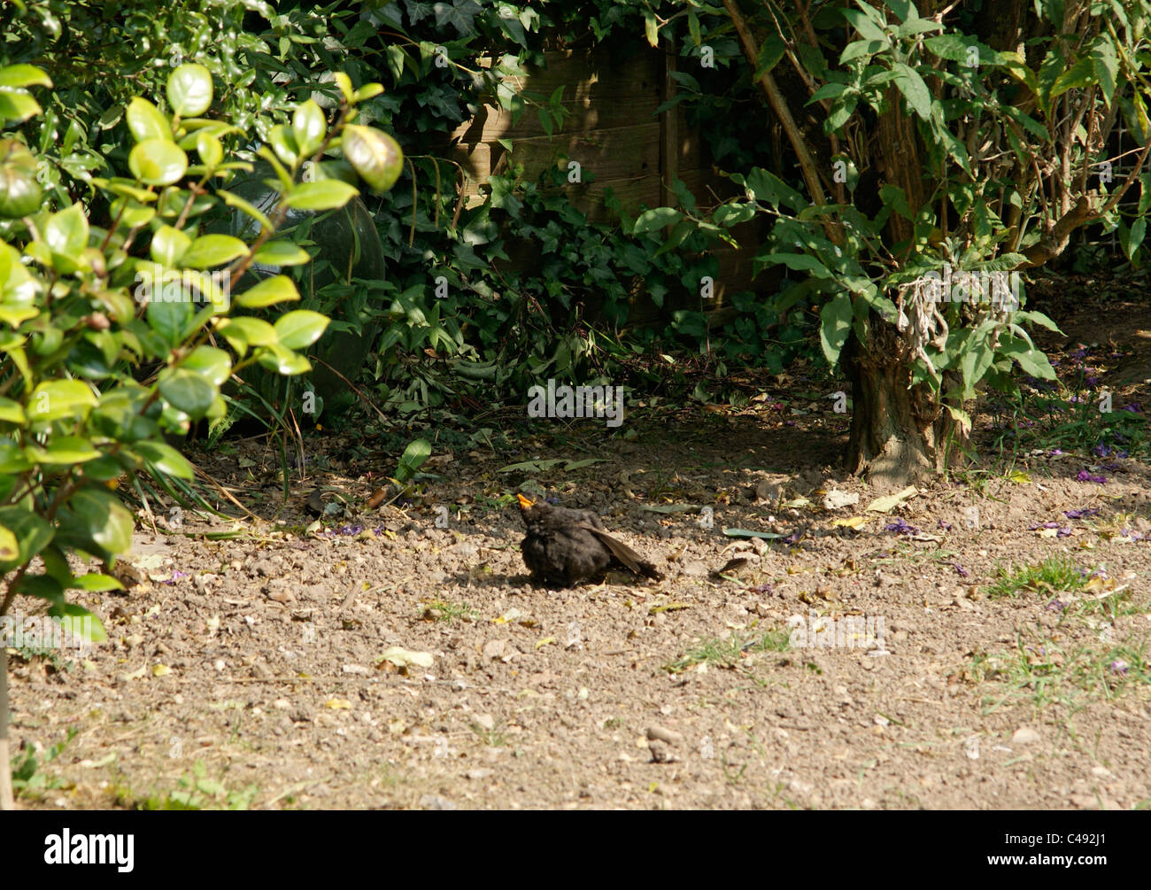 Blackbird sunbathing hi-res stock photography and images - Alamy
