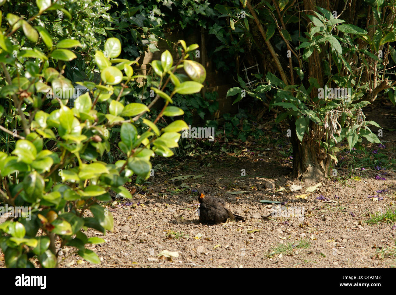 Blackbird sunbathing hi-res stock photography and images - Alamy