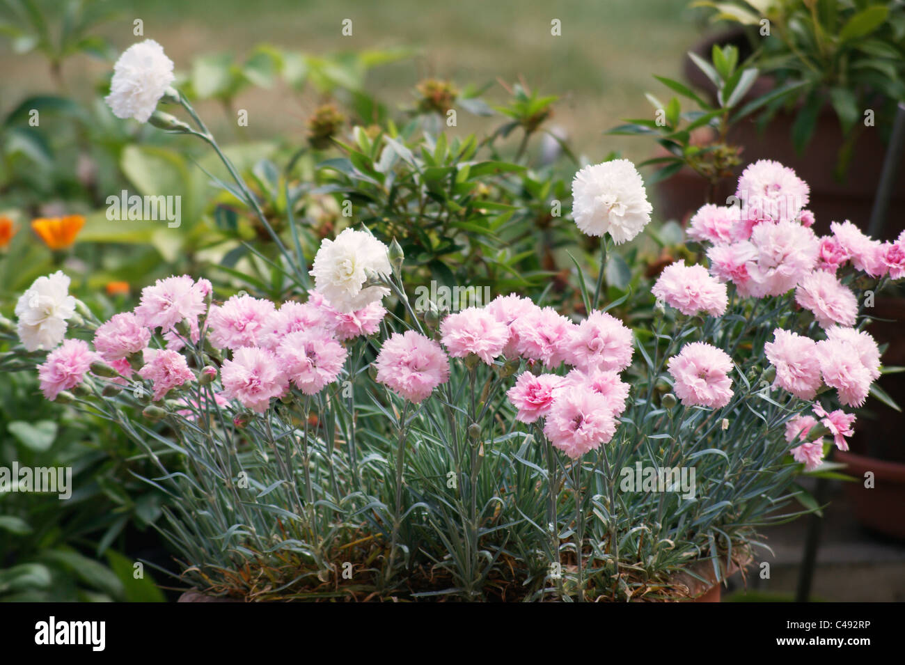 Carnations for containers hi-res stock photography and images - Alamy