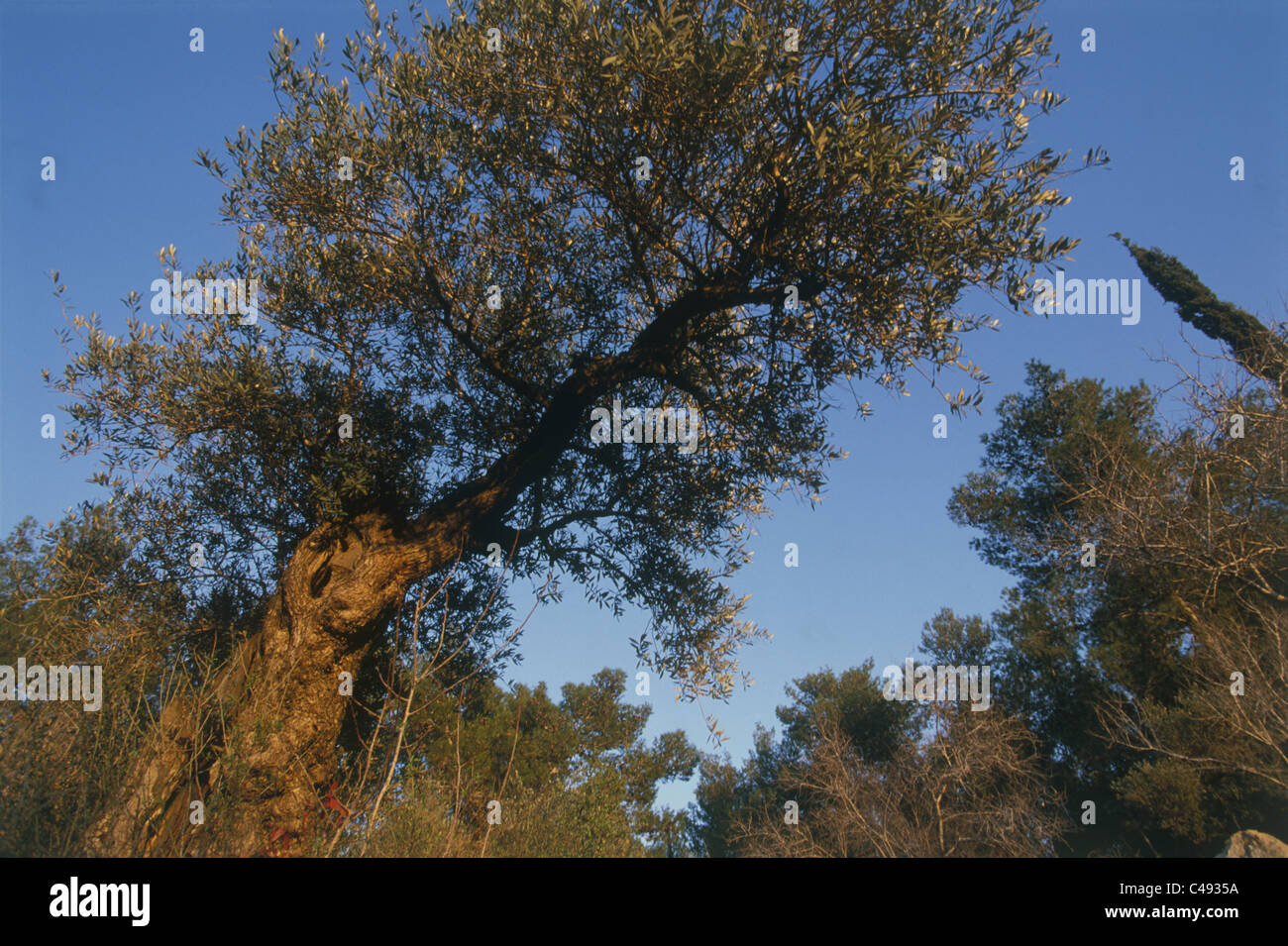 Terebinth tree hi-res stock photography and images - Alamy