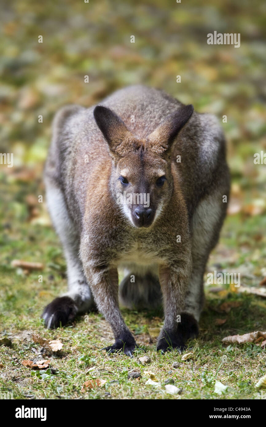 Necked wallaby hi-res stock photography and images - Alamy